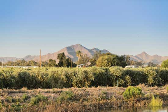 A Family-Owned Olive Mill in Arizona - Mother Earth Living